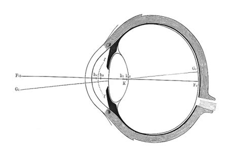 Eye Schematic Representation Our Beautiful Wall Art And Photo Ts Include Framed Prints