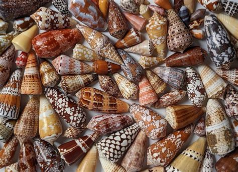 Conus Shells Collection