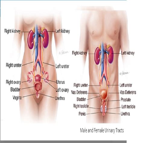 Urologist Procedures Cistoscopy CLINICA BRITANNIA 06 09 2021 Clinica Britannia