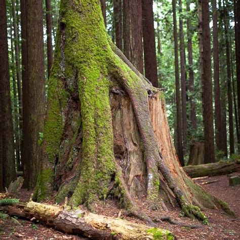 Arcata Community Forest