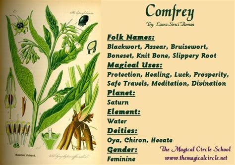 Magical Properties Of Comfrey Witch Herbs Magic Herbs Planting Herbs