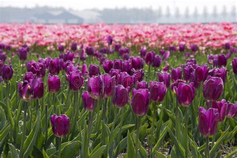 Fields With Purple And Pink Tulips In The Netherlands Stock Image Image Of Yellow Nature