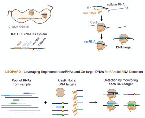 Novel CRISPR Cas System For Multi Channel Detection Of RNA INEWS