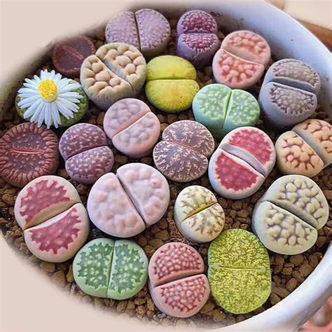 Mix Lithops Live Succulent Plants 10 Count Living Stones