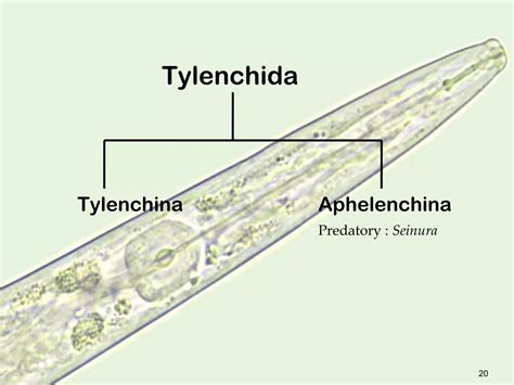 Predatory Nematodes By Aaliya Taiyab Ppt