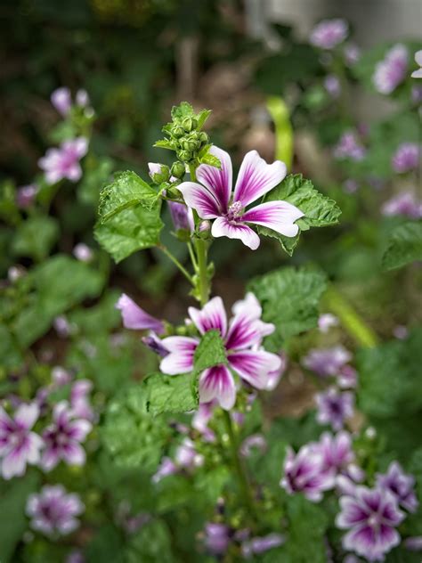 Malva Zebrina 23w25 Striped Mallow E1 Malva Zebrina 2 Flickr