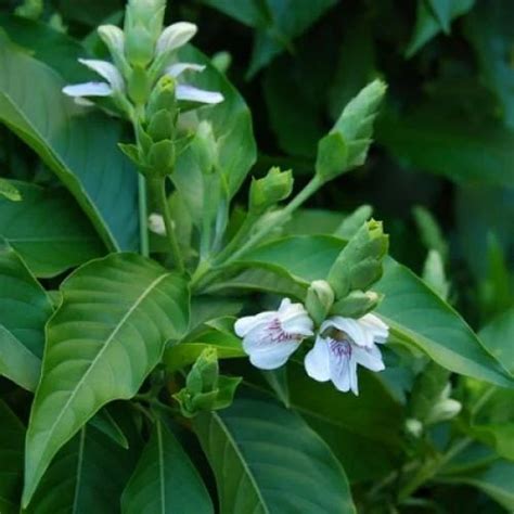 Breathe Easy With Homemade Ayurvedic Adulsa Cough Syrup 40 OFF