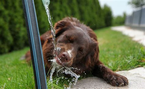 Essential Tips For Pet Hydration National Pet Hydration Awareness