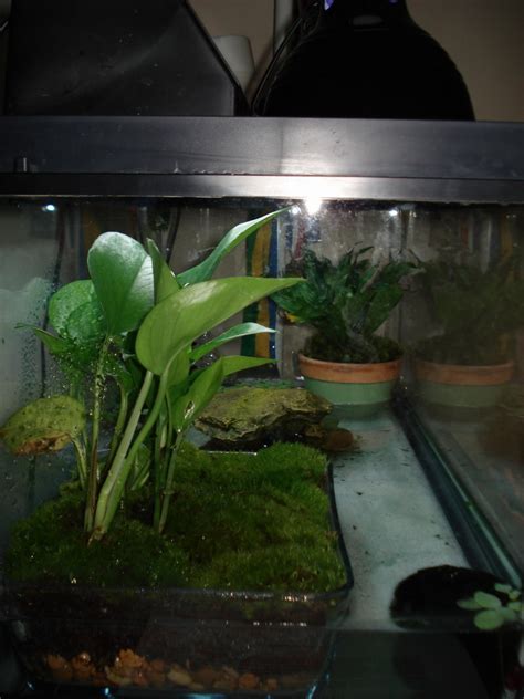 I Got My New Vietnamese Mossy Frogs Theloderma Corticale Caudata