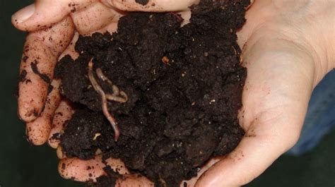 Global Worming Ciao Magazine