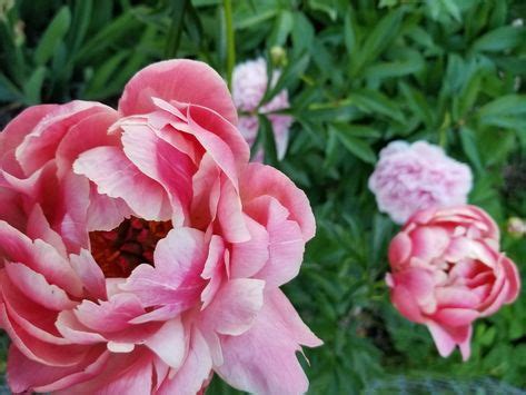 39 Peonies In The Garden Ideas To Save Today Peonies Fine Gardening