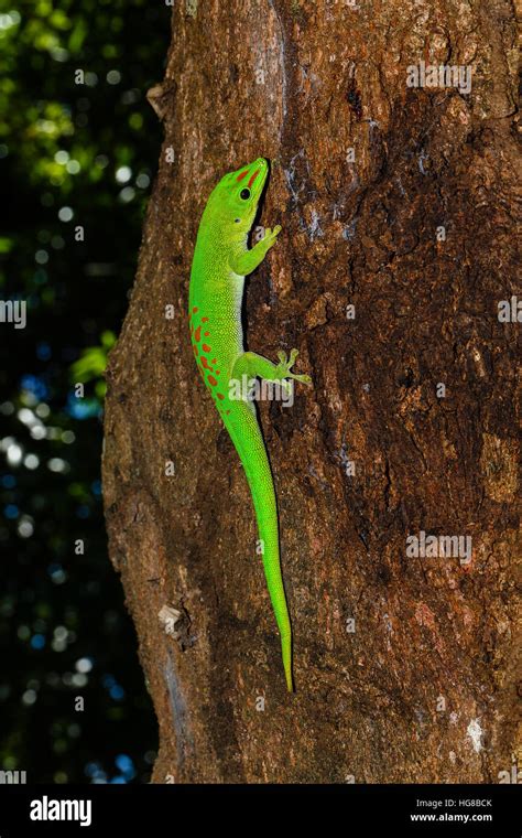 Madagaskar Taggecko Phelsuma Madagascariensis Grandis männliche auf