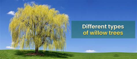 Different Types Of Willow Trees Variety Features And More