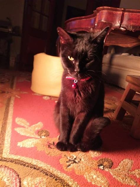 I Think She Hates Me Rcat