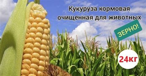 Кукуруза кормовая/зерно - купить с доставкой по выгодным ценам в ...