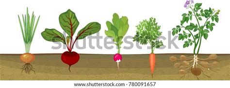 Different Root Vegetables Growing On Vegetable Stock Vector Royalty Free