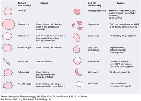 Heme Exam 2 Flashcards Key Terms And Definitions For Medicine Flashcards