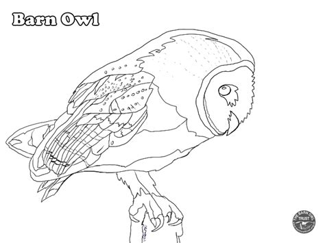 Owl Colouring Pages The Barn Owl Trust