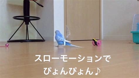 Vol92『ぴょんぴょん飛び跳ねるインコ』セキセイインコのサクちゃん Youtube