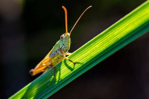 Top 999 Grasshopper Wallpaper Full Hd 4k Free To Use