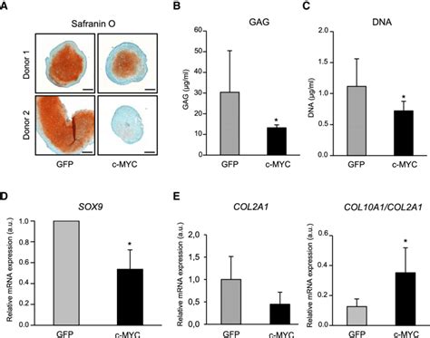 C Myc Overexpression Inhibited Chondrogenesis And Correlated With Download Scientific Diagram
