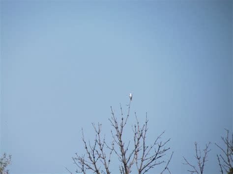 IMG 0942 White Tailed Kite Very Distant Steven Miller Flickr
