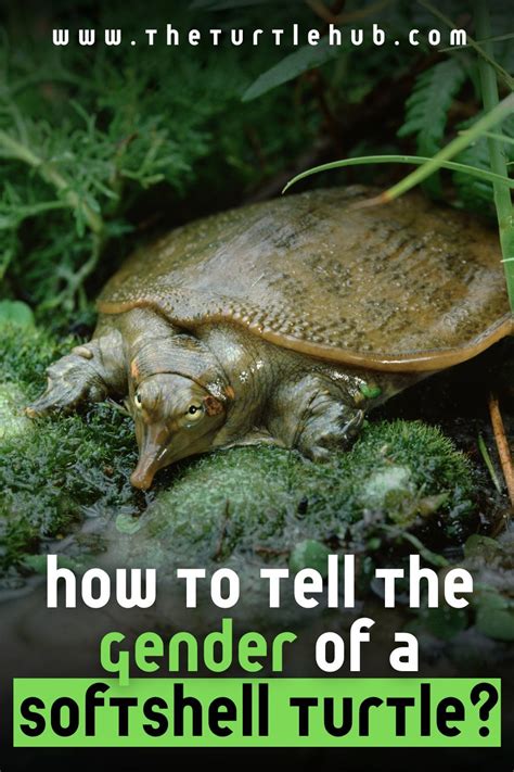 How To Tell The Gender Of A Softshell Turtle In 2023 Pet Turtle Turtle Tortoise Care