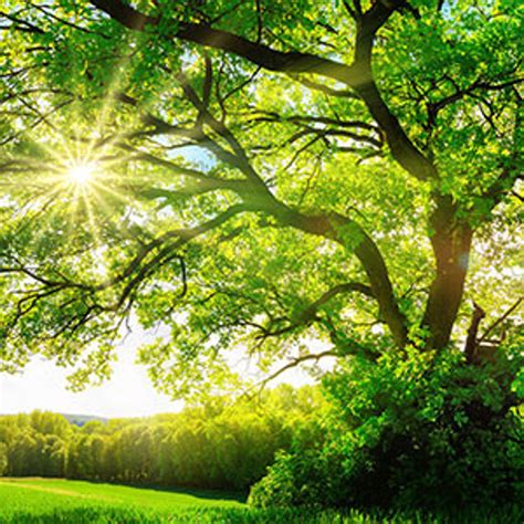 Shop 800+ Fragrance Oils for Candle or Soap Making | Nature's Garden