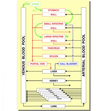 Physiomics Pbpk Modelling