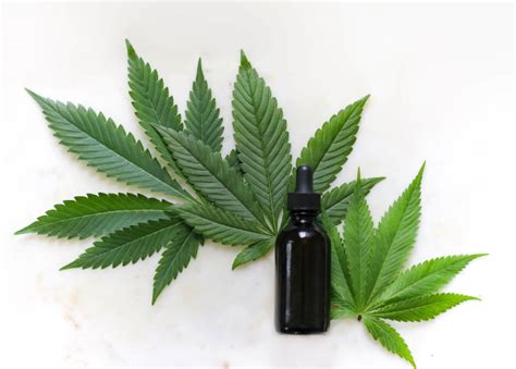 Regulación Del Cannabis Trabas Para El Potencial De Una Agroindustria