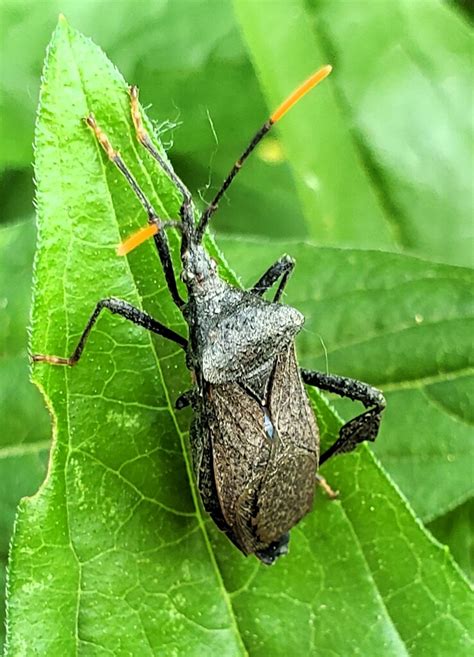 Acanthocephala Terminalis In June 2023 By Maryrose375 INaturalist