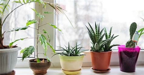 Tipos de macetas cómo elegir la apropiada para tus plantas