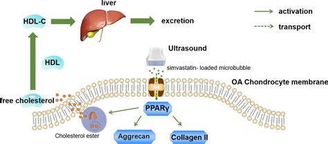 Simplified Schematic Of The Cholesterol Efflux Pathway Mediated By
