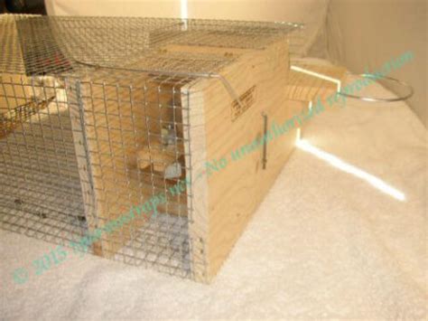 The Trap Sparrowtraps Net