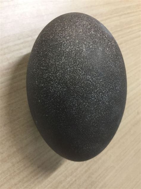 Lot Emu Egg