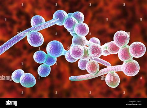 Candida Albicans Yeast And Hyphae Stages Computer Illustration A