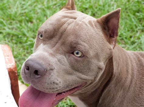 Chytrý pitbull změnil odpolední program | Světkreativity