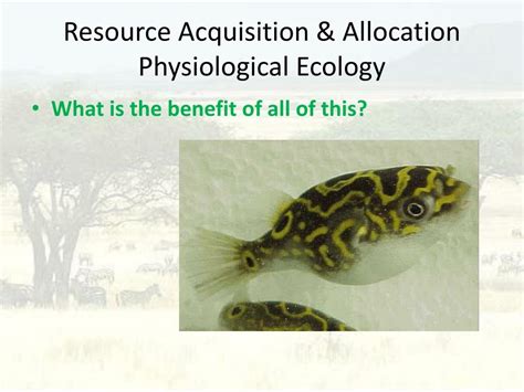 Ppt Resource Acquisition And Allocation Optimal Foraging Theory Powerpoint Presentation Id1096927