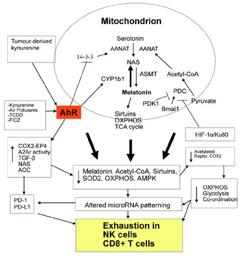 Shows How Ahr Ligands Such As Air Pollutants Ficz Tcdd And