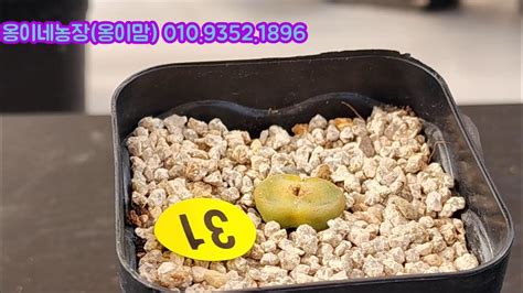 어서오세요~이쁜아가들 구경하세용~~🥰🥰 Youtube