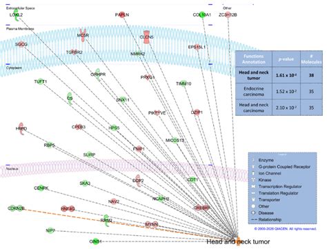 Ingenuity Pathway Analysis Downstream Function Prediction Of The Download Scientific Diagram