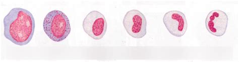 Diagram Of Neutrophil Maturation Sequence Quizlet