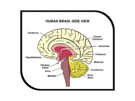 Psychology Biological Approach To Behaviour Diagram Quizlet