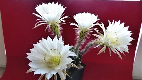 선인장 Echinopsis 꽃 Pixabay의 무료 사진 Pixabay