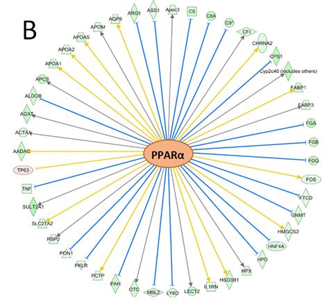 Molecular Networks Of Differentially Expressed Genes Regulated By A