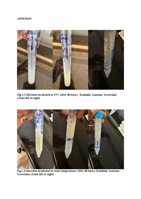 Practical Experiment On The Production Of Pyruvate And Acetaldehyde
