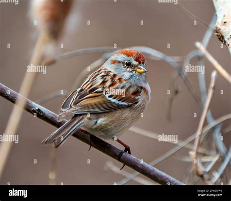 American Tree Sparrow Close Up Rear View Perched On A Tree Branch In