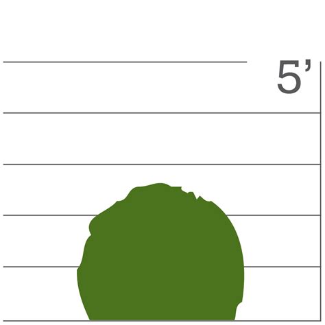 Cityline Mars Hydrangea Spring Meadow Wholesale Liners Spring Meadow Nursery