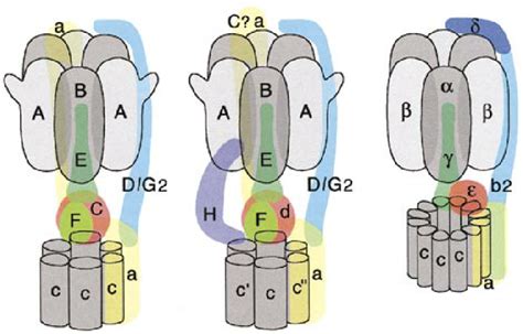 Models For Prokaryotic V Atpase Left Eukaryotic V Atpase Middle