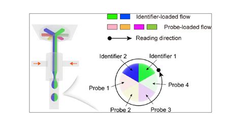 Multicompartmental Hydrogel Microspheres As A Tool For Multicomponent